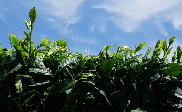 What is JAS Certification? - Keicha’s Organic Matcha Green Tea Powder