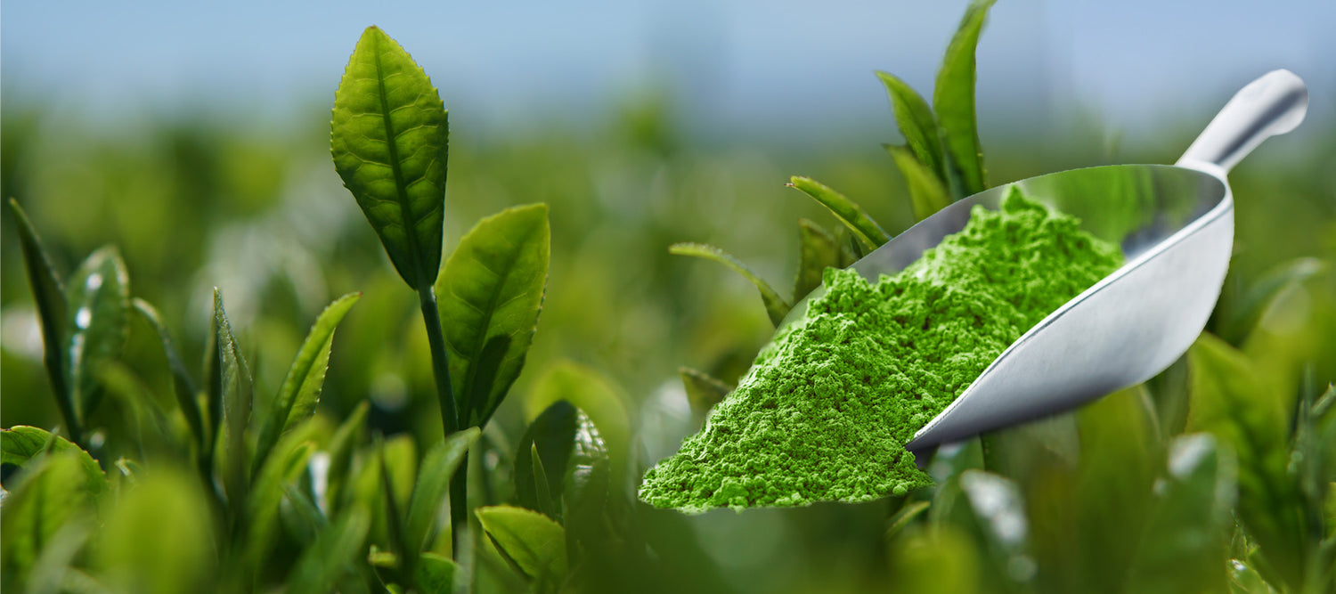 Bulk Matcha - Wholesale Matcha Powder - Keicha Tea World