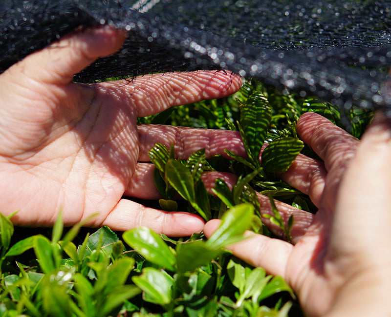 Buy Wholesale Matcha & Bulk Matcha - Keicha Tea World