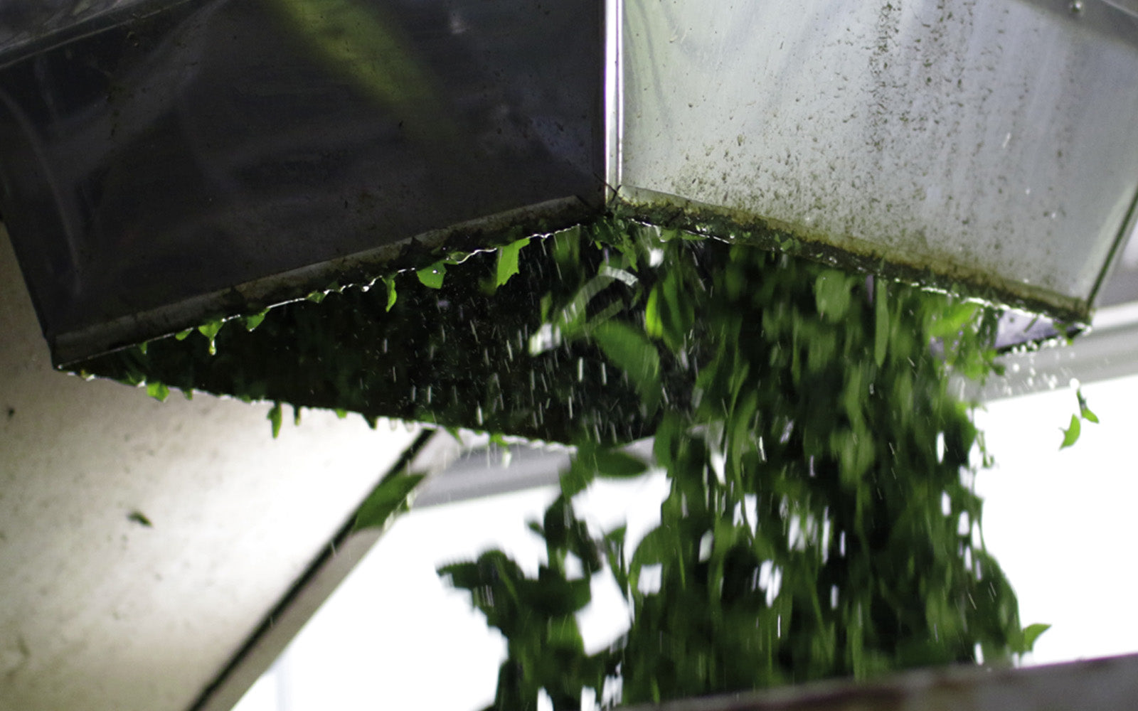 Buy Wholesale Matcha & Bulk Matcha - Keicha Tea World