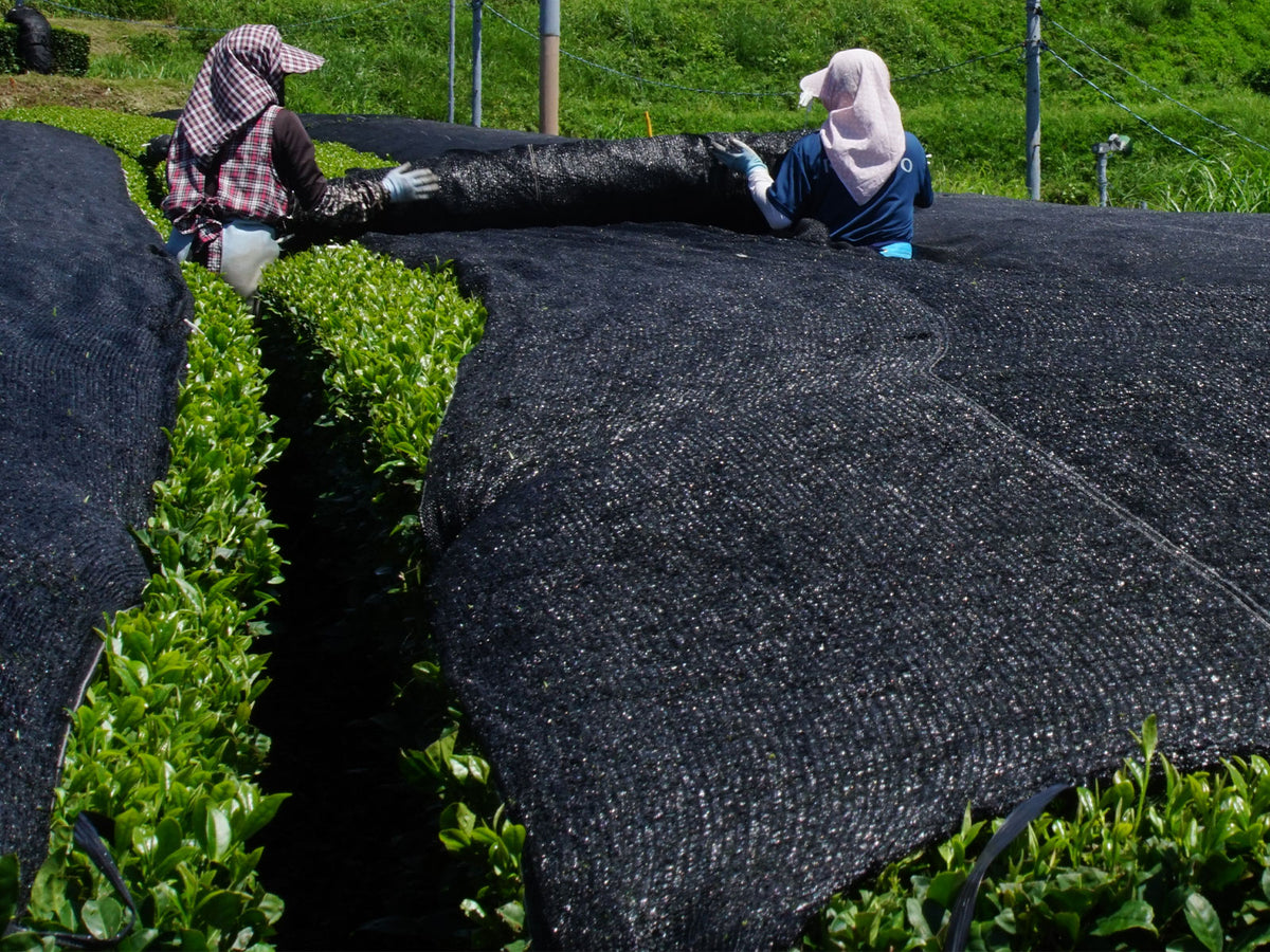 Explore Matcha Tea in Bulk - Buy Tea in Bulk from Keicha Tea World