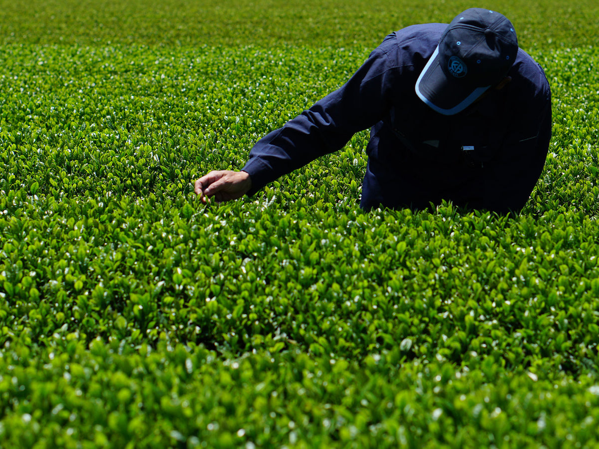 Bulk Matcha - Wholesale Matcha Powder - Keicha Tea World