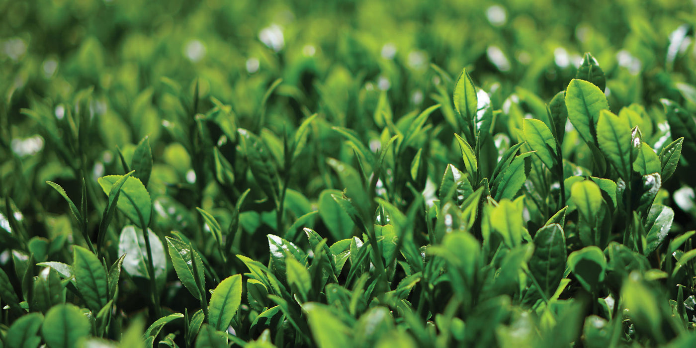 Contact Keicha Tea World Today for a Free Quote